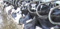 China Customized Hot-Dipped Galvanized Dairy Cattle Freestalls 3mm Steel 4 Positions for sale