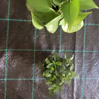 China PP Woven Weed Mat 90gsm Ground Cover Fabric UV Treated 3-5 Year Lifespan for sale