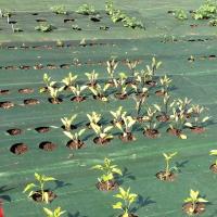China PP Anti Weed Mat Ground Cover Fabric 90gsm 1m Width UV Treated Weed Barrier for Greenhouse Farm for sale