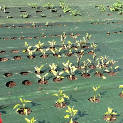 China PP Woven Weed Barrier Mat 90gsm UV Treated Ground Cover Fabric for Agriculture for sale