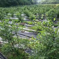 China PP Woven Anti Weed Mat 90gsm Black Plastic Mulch Film Ground Cover 1m x 50m for sale