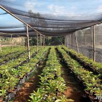 China HDPE Sun Shade Net 1-6m Width 30-100% Shade Rate for Greenhouse Agriculture for sale