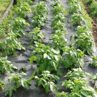 China PP Woven Weed Barrier Ground Cover Fabric 90gsm UV Treated 3-5 Year Lifespan for sale