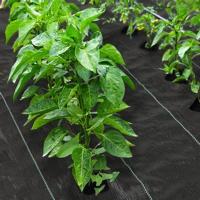 China PP Woven Weed Mat Ground Cover 90gsm UV Treated Agriculture Anti Weed Fabric 0.4m-6m Width for sale