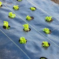 China PP Woven Anti Weed Barrier Ground Cover Fabric 90gsm 1m Width UV Treated for sale