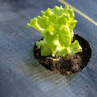 China Heavy Duty PP Woven Weed Mat 90gsm UV Resistant Ground Cover Fabric 2m Wide for sale