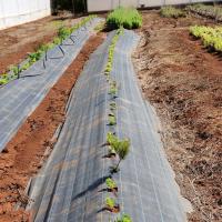China Heavy Duty PP UV Weed Block Fabric 90gsm 1.6m Wide Anti Weed Mat Ground Cover for sale