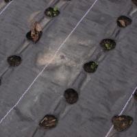 China PP Woven Weed Control Mat 100gsm UV Resistant Anti Grass Landscape Fabric 0.5-5m Width for sale