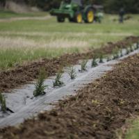 China PP Woven Weed Barrier Ground Cover Fabric 90gsm 1m x 50m UV Treated for sale