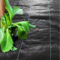 China Agricultural Black Plastic Anti Weed Mat Ground Cover 90gsm UV Treated 1m Wide for sale