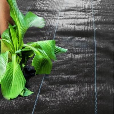 China Agricultural Black Plastic Anti Weed Mat Ground Cover 90gsm UV Treated 1m Wide for sale