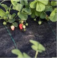 China PP Woven Weed Barrier Ground Cover Fabric 1x10m 2x5m UV Resistant Anti Weed Mat for sale
