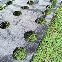 China PP Woven Weed Control Mat 90gsm UV Resistant Ground Cover Fabric 1m x 50m for sale