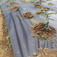 China UV Treated PP Woven Weed Barrier Fabric 4m Width 100 GSM White Greenhouse Weed Control Mat for sale