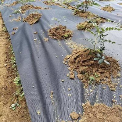China UV Treated PP Woven Weed Barrier Fabric 4m Width 100 GSM White Greenhouse Weed Control Mat for sale