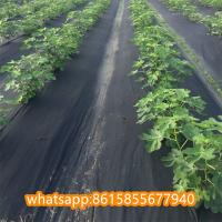 China PP Woven Anti Weed Mat Ground Cover 90gsm UV Treated 3-5 Year Lifespan for sale