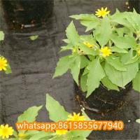 China PP Woven Anti Weed Mat Ground Cover 90gsm UV Treated 3-5 Year Lifespan for sale