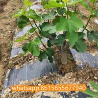 China PP Woven Anti Weed Mat Ground Cover 90gsm UV Treated 3-5 Year Lifespan for sale
