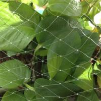 China HDPE Anti Bird Net for Fruit Trees 15mm Hole Size 20g-150g UV Protected for sale
