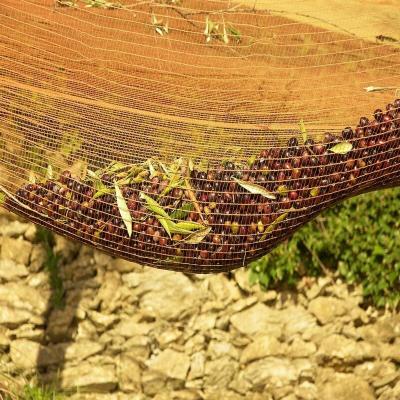 China HDPE Olive Harvest Net 15-180g/m2 Width 6m for Fruit Collection for sale