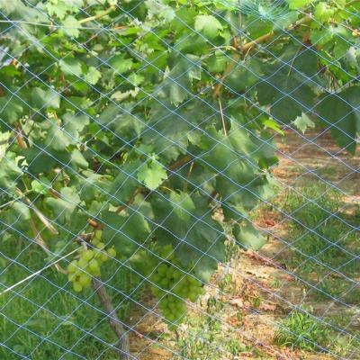 China HDPE Agricultural Anti Bird Net 15mm Mesh UV Protected 1m-16m Width 50m Roll for sale