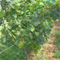 China HDPE Anti Bird Protection Net 15mm Mesh Size 20gsm UV Treated for Fruit Trees Orchard for sale