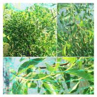 China Bird Control Net Anti bird Mist Net for sale