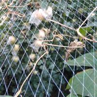 China HDPE Anti Bird Netting 15mm Mesh Size 1m to 16m Width UV Protected for Fruit Trees for sale