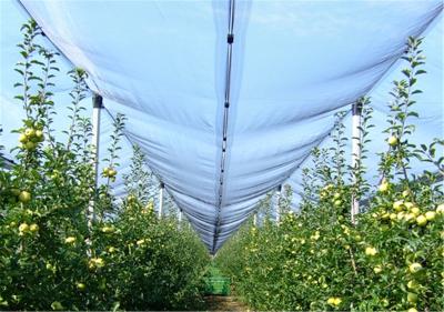 China HDPE UV Stabilized Anti Hail Net for Apple Trees 40-150gsm 6m Width for sale