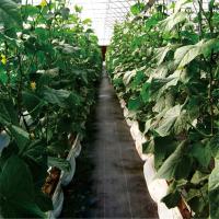 China PP PE UV 3% Garden Ground Cover Fabric Weed Barrier Mat 80g-150g 1m-6m Width for sale