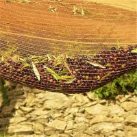 China HDPE Olive Harvest Net 15-180gsm UV Protected 6m Wide for Farm Orchard Fruit Collection for sale
