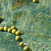 China HDPE Agriculture Olive Net harvest net with high quality for sale