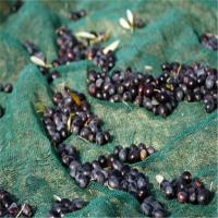 China Knitted agriculture olive tree net for catching olive for sale