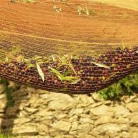 China orchard fruits harvesting mesh network olive tree net collect for sale