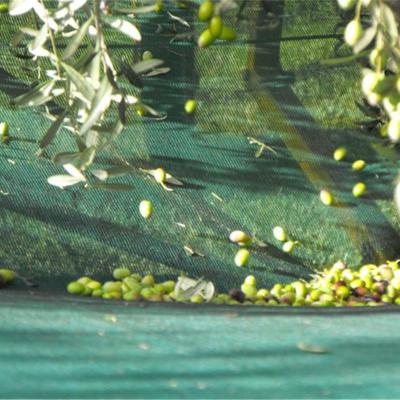 China 4X8m green hdpe mono Olive Net for harvest for sale