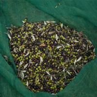 China 4X8m green hdpe mono Olive Net for harvest for sale
