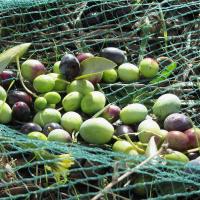 China HDPE Agricultural Olive Harvest Net 180g/m2 6m Wide Red Olive Collecting Net for sale