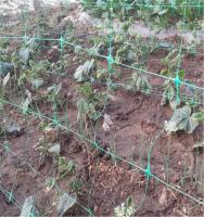 China Trellis Plants Climbing Fruit Net Vegetables and Fruits Trellis Support for sale
