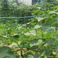 China PP UV Stabilized Trellis Netting 6x6 Mesh Squares Plant Support 1m-2m Width for sale