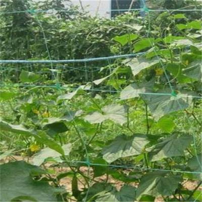 China PP UV Stabilized Trellis Netting 6x6 Mesh Squares Plant Support 1m-2m Width for sale