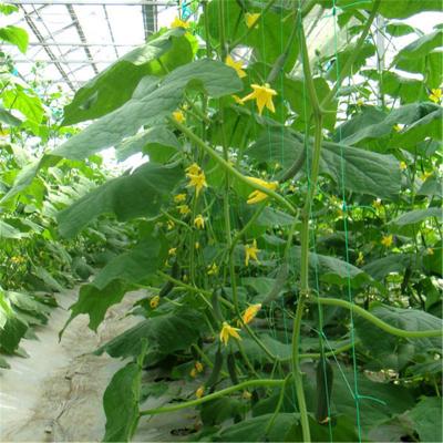 China Agricultural Farming Climbing Plant Support Net for sale