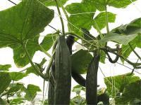 China Agricultural Farming Climbing Plant Support Net for sale