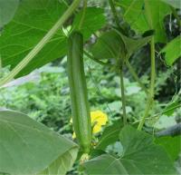 China Plant Support Climbing net Garden Trellis Netting for sale