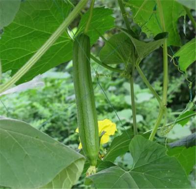 China Plant Support Climbing net Garden Trellis Netting for sale