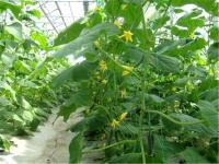 China PP UV Stabilized Plant Support Net for Tomatoes Climbing Vegetables 150x170mm Mesh 1m Width for sale