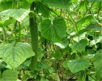 China PP UV Stabilized Plant Support Net for Tomatoes Climbing Vegetables 150x170mm Mesh 1m Width for sale