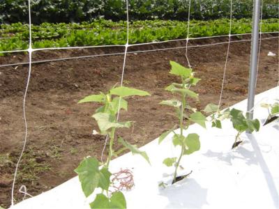 China PP UV Stabilized Plant Climbing Support Netting 100x100mm Mesh 1m Wide 50m Length for sale