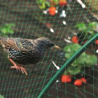 China HDPE Anti Bird Netting 10x10mm Mesh UV Treated Agricultural Protection Net for Fruit Trees for sale