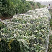 China Extruded square agricultural anti bird protection net for sale