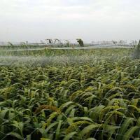 China Extruded square agricultural anti bird protection net for sale